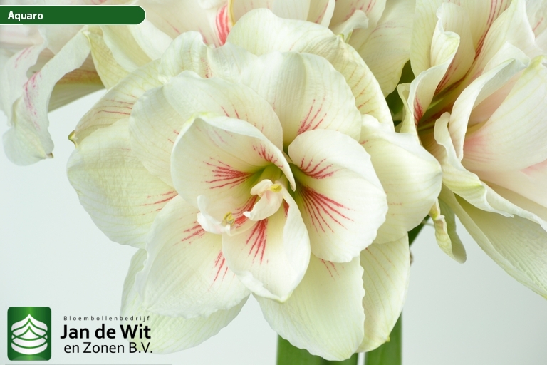 Aquaro ® | Hippeastrum | Jan de Wit en Zonen B.V.