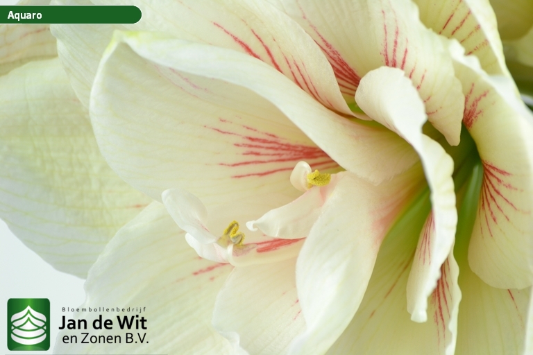 Aquaro ® | Hippeastrum | Jan de Wit en Zonen B.V.