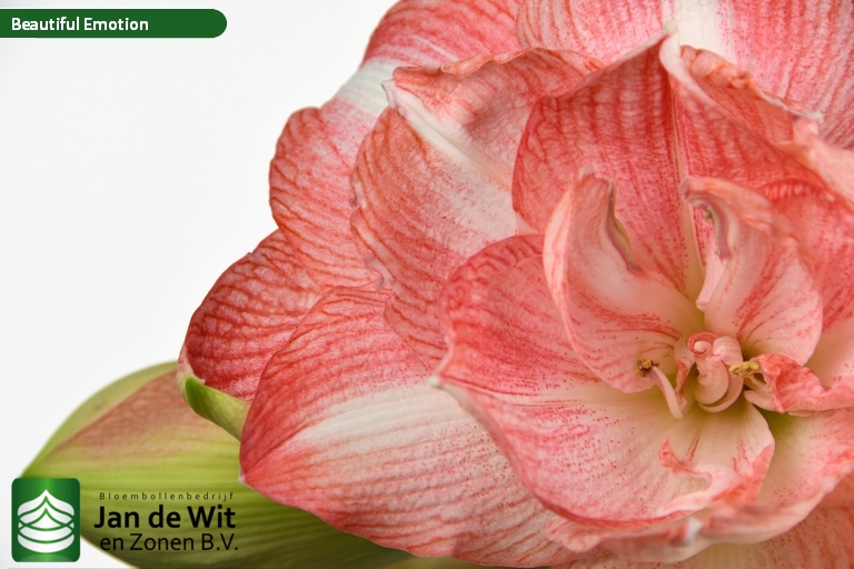 Beautiful Emotion | Hippeastrum | Jan de Wit en Zonen B.V.