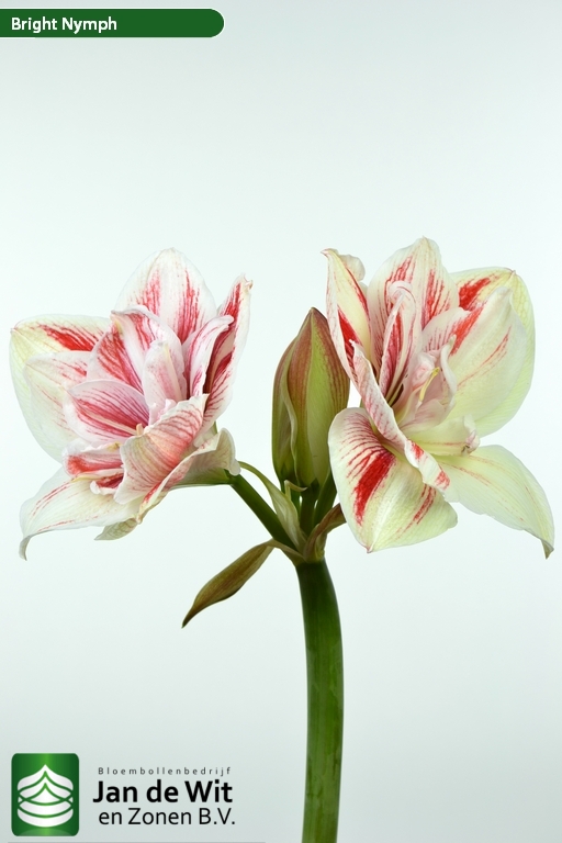 Bright Nymph (NWK 8288) | Hippeastrum | Jan de Wit en Zonen B.V.