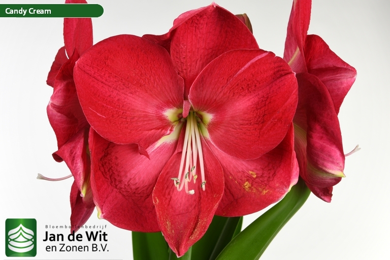 Candy Cream | Hippeastrum | Jan de Wit en Zonen B.V.