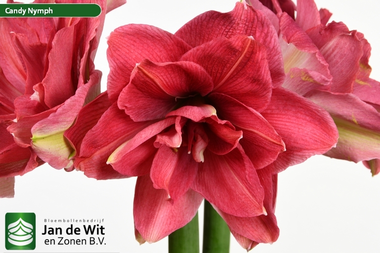 Cannym (Candy Nymph) | Hippeastrum | Jan de Wit en Zonen B.V.