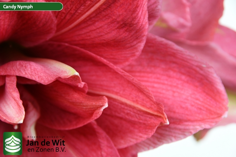 Cannym (Candy Nymph) | Hippeastrum | Jan de Wit en Zonen B.V.