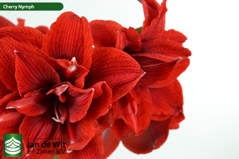 Chernym ® (Cherry Nymph) | Hippeastrum | Jan de Wit en Zonen B.V.