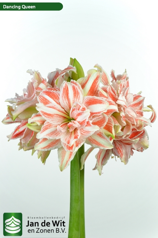 Dancing Queen ® | Hippeastrum | Jan de Wit en Zonen B.V.