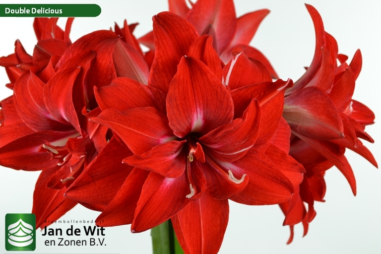 Double Delicious | Hippeastrum | Jan de Wit en Zonen B.V.
