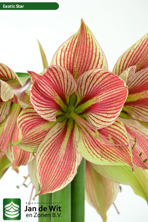 Exotic Star | Hippeastrum | Jan de Wit en Zonen B.V.