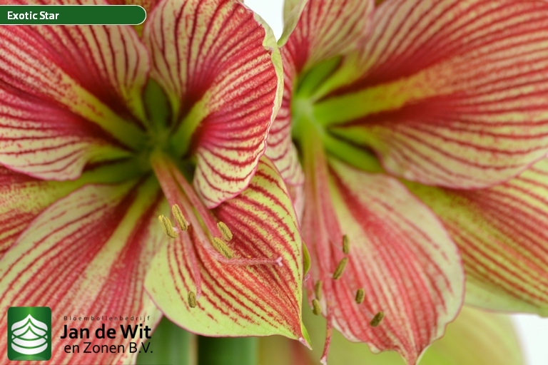 Exotic Star | Hippeastrum | Jan de Wit en Zonen B.V.