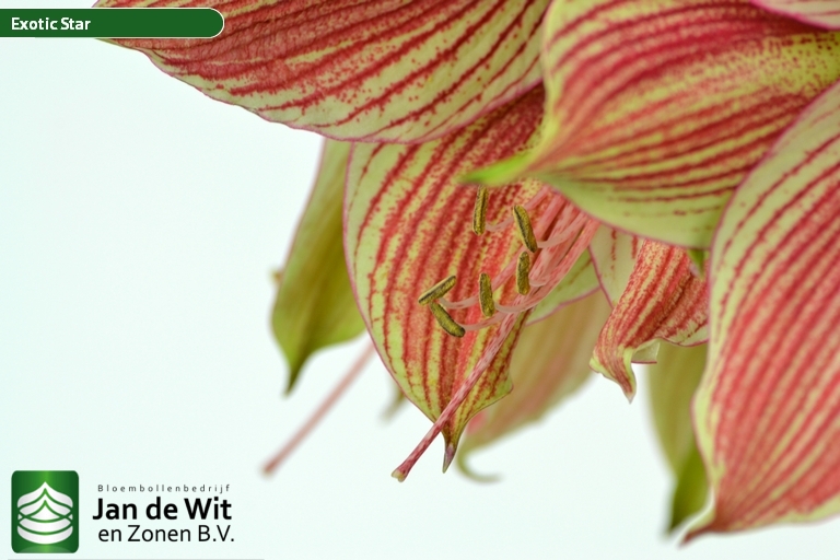 Exotic Star | Hippeastrum | Jan de Wit en Zonen B.V.