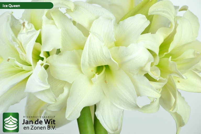 Ice Queen ® | Hippeastrum | Jan de Wit en Zonen B.V.