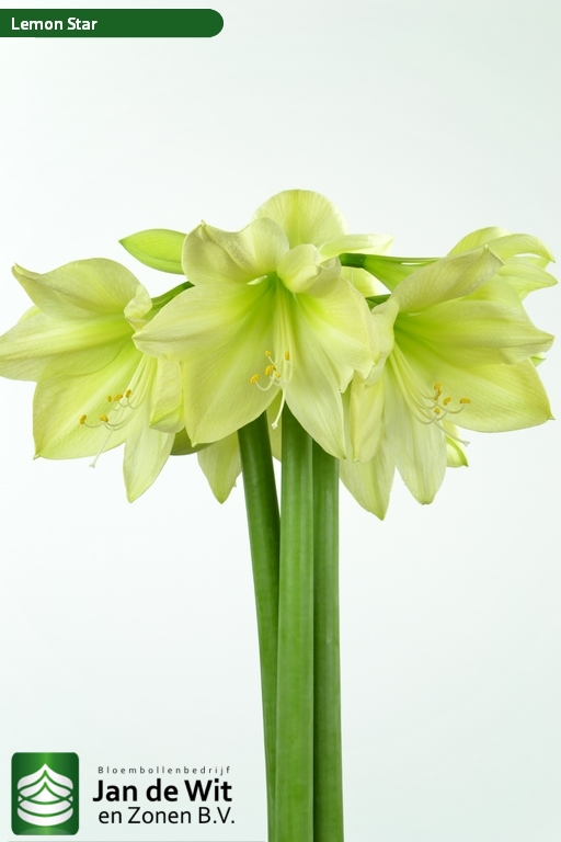 Lemon Star ® | Hippeastrum | Jan de Wit en Zonen B.V.