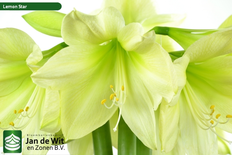 Lemon Star ® | Hippeastrum | Jan de Wit en Zonen B.V.