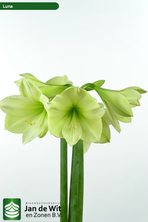 Luna ® | Amarilis | Jan de Wit en Zonen B.V.