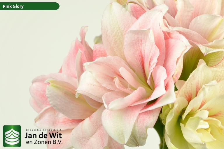Pink Glory | Гиппеаструм | Jan de Wit en Zonen B.V.