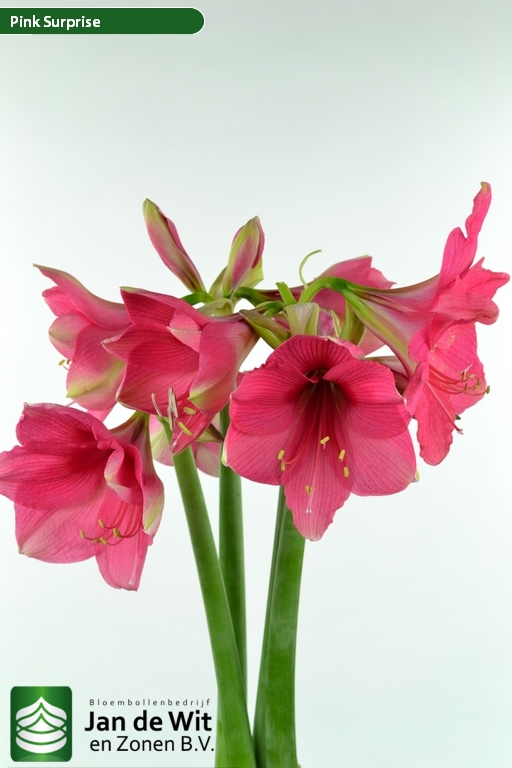 Pink Surprise | Hippeastrum | Jan de Wit en Zonen B.V.