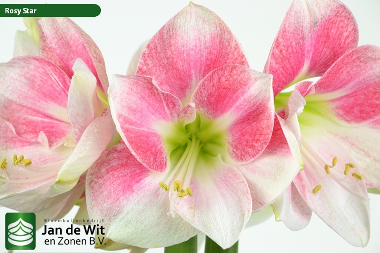 Rosy Star | Hippeastrum | Jan de Wit en Zonen B.V.