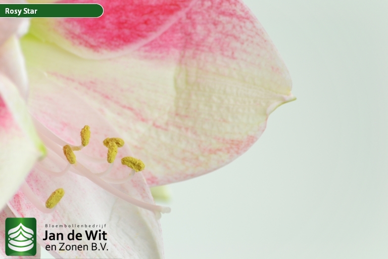 Rosy Star | Hippeastrum | Jan de Wit en Zonen B.V.