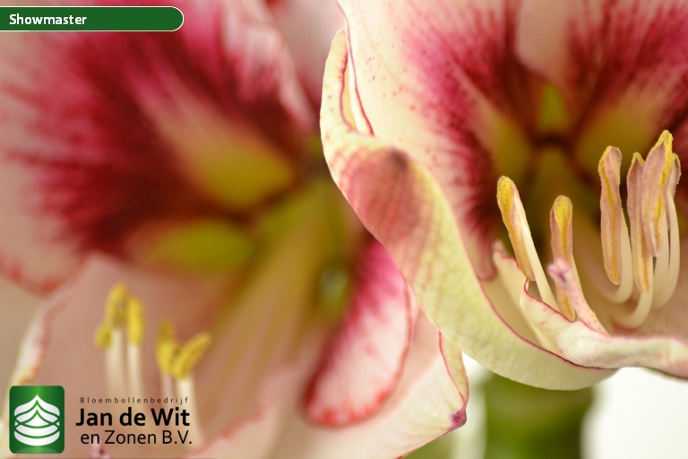 Showmaster ® | Hippeastrum | Jan de Wit en Zonen B.V.