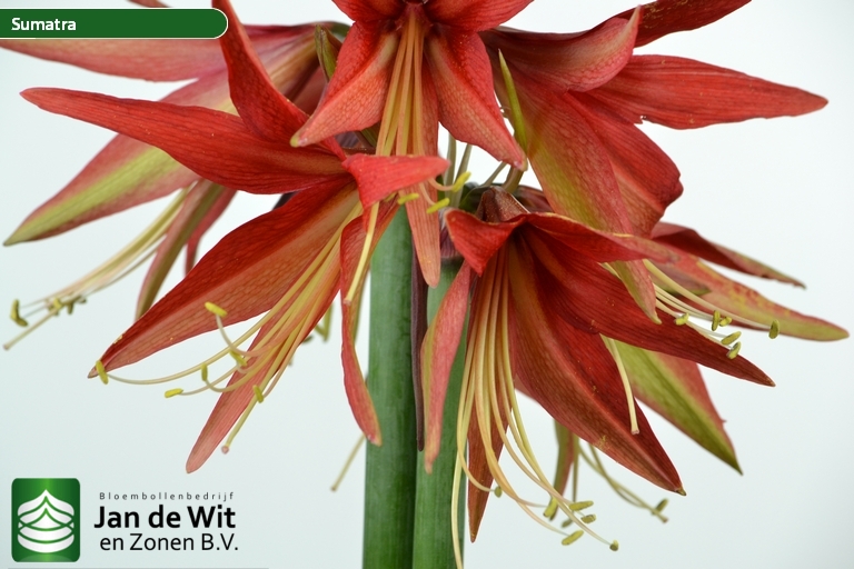 Sumatra | Hippeastrum | Jan de Wit en Zonen B.V.