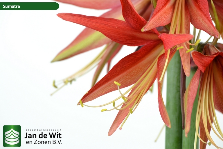 Sumatra | Hippeastrum | Jan de Wit en Zonen B.V.