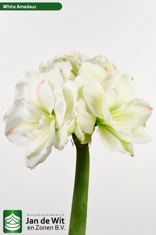 White Amadeus ® | Hippeastrum | Jan de Wit en Zonen B.V.