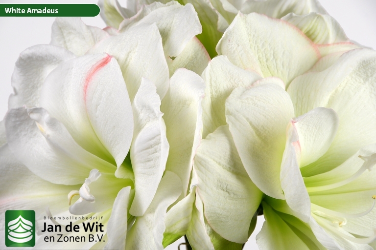 White Amadeus ® | Hippeastrum | Jan de Wit en Zonen B.V.