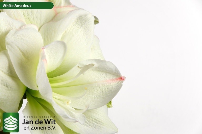 White Amadeus ® | Hippeastrum | Jan de Wit en Zonen B.V.
