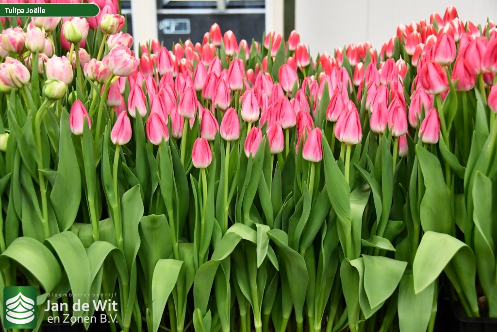 Joëlle ® | Tulip | Jan de Wit en Zonen B.V.