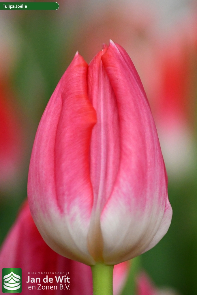 Joëlle ® | Tulip | Jan de Wit en Zonen B.V.