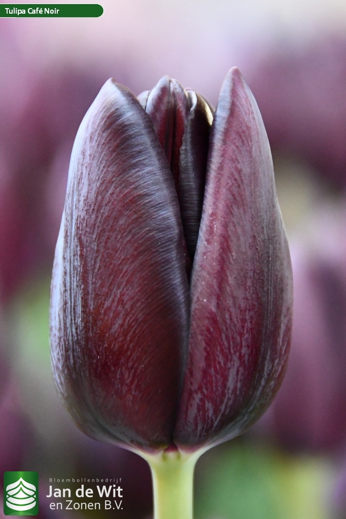 Café Noir | Tulip | Jan de Wit en Zonen B.V.
