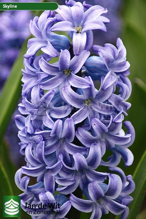 Skyline | Hyacinth | Jan de Wit en Zonen B.V.