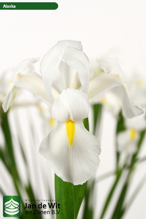 Alaska ® | Iris | Jan de Wit en Zonen B.V.