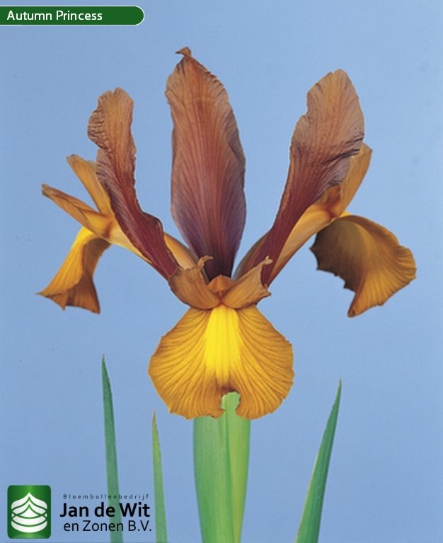 Autumn Princess ® | Iris | Jan de Wit en Zonen B.V.