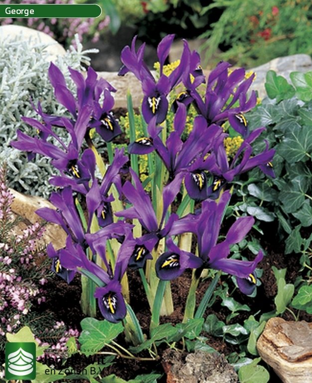 George | Iris | Jan de Wit en Zonen B.V.