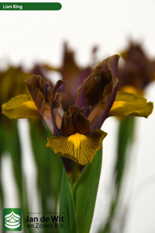 Lion King ® | Iris | Jan de Wit en Zonen B.V.
