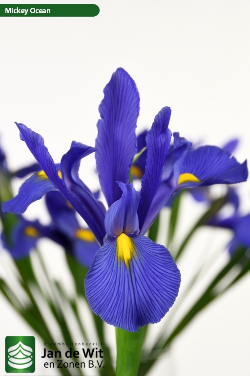 Mickey Ocean | Iris | Jan de Wit en Zonen B.V.