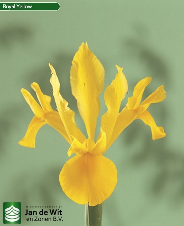 Royal Yellow | Hoa diên vĩ | Jan de Wit en Zonen B.V.