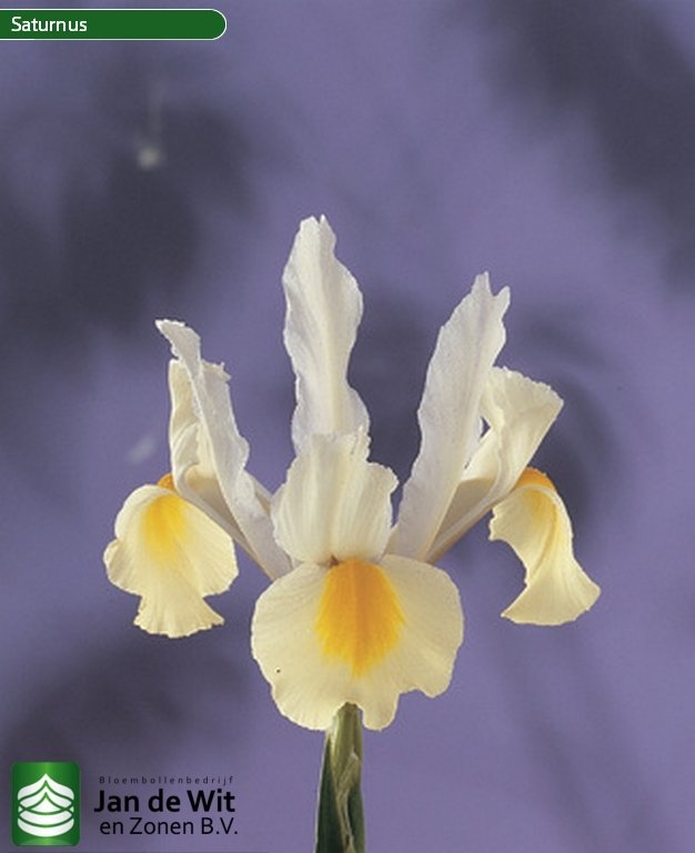 Saturnus ® | Iris | Jan de Wit en Zonen B.V.