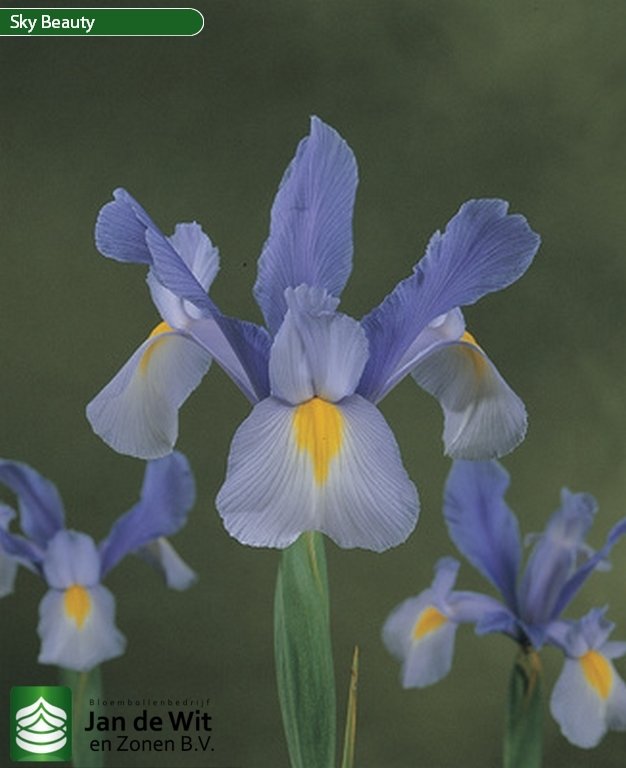 Sky Beauty | Iris | Jan de Wit en Zonen B.V.