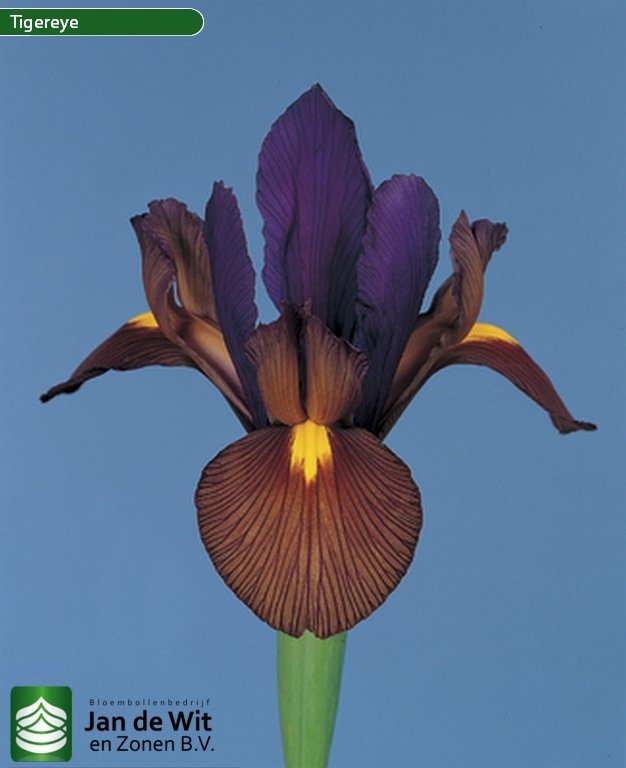 Tigereye ® | Iris | Jan de Wit en Zonen B.V.