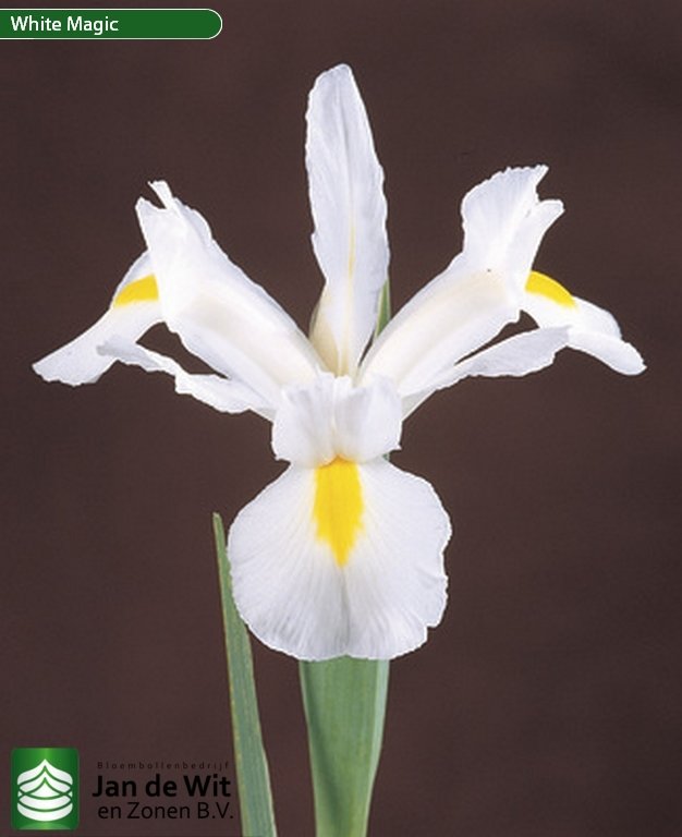 White Magic | Iris | Jan de Wit en Zonen B.V.
