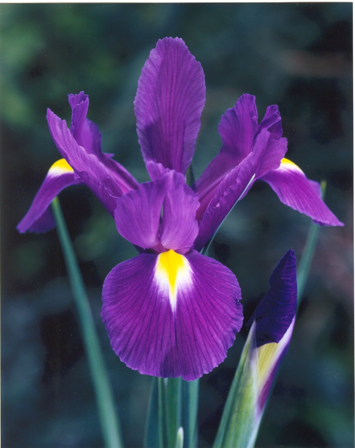 Yesterday Iris Jan De Wit En Zonen B V Yesterday Iris Jan De Wit En Zonen B V