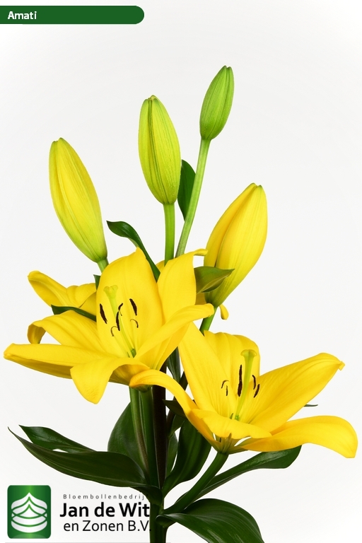 Amati ® | Lily | Jan de Wit en Zonen B.V.