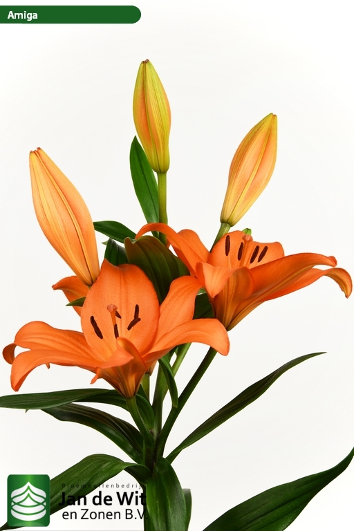 Amiga ® | Lily | Jan de Wit en Zonen B.V.