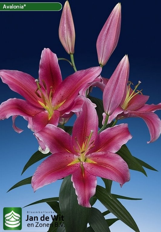 Avalonia ® | Lily | Jan de Wit en Zonen B.V.