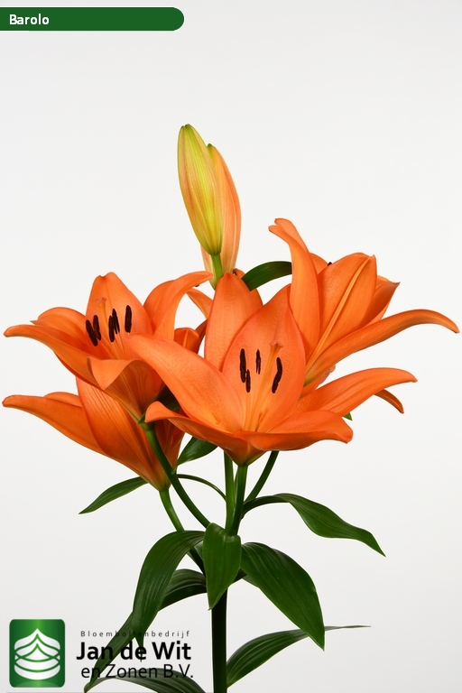 Barolo ® | Lily | Jan de Wit en Zonen B.V.
