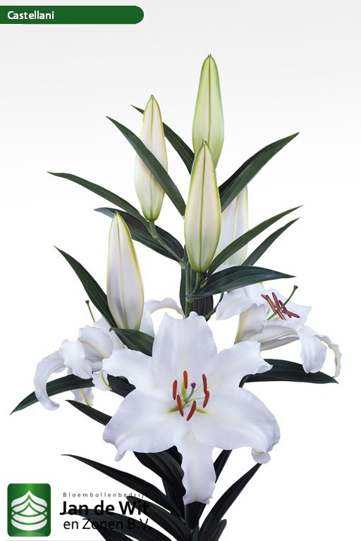 Castellani ® | Lily | Jan de Wit en Zonen B.V.