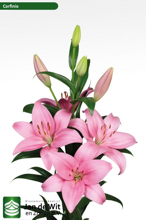 Corfinio ® | Lily | Jan de Wit en Zonen B.V.