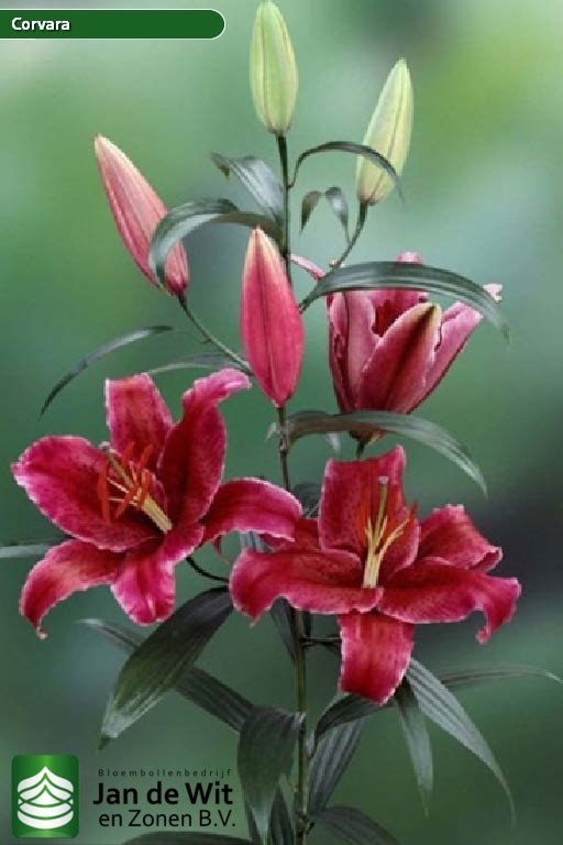 Corvara ® | Lily | Jan de Wit en Zonen B.V.