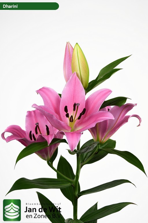 Dharini | Lily | Jan de Wit en Zonen B.V.